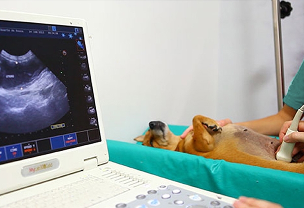 Conozca la Ecografía Doppler y su importancia - UltraVet